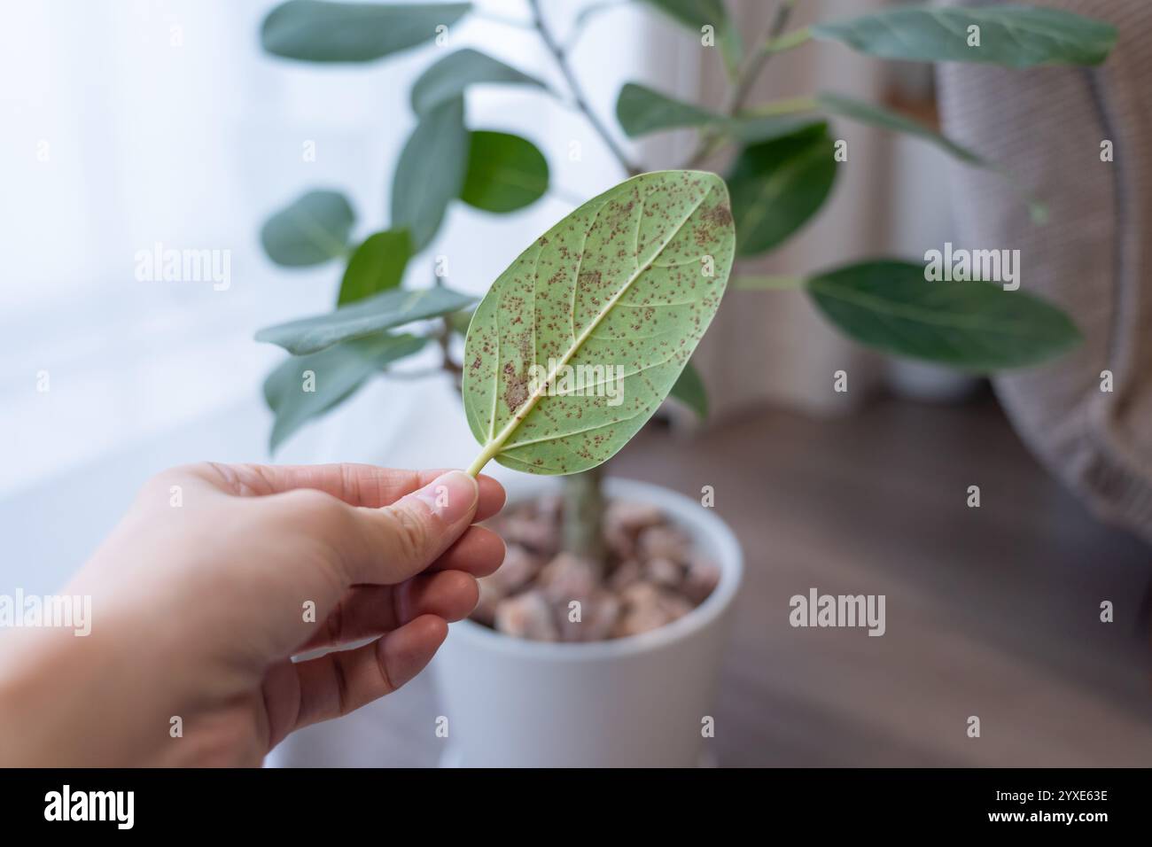 Rubber tree rust disease Stock Photo - Alamy