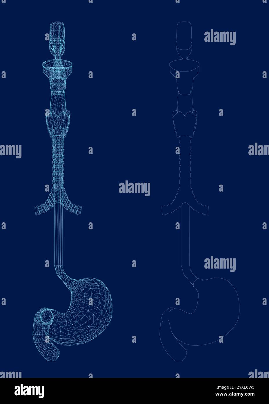 Human stomach contour and wireframe vector illustration Stock Vector ...