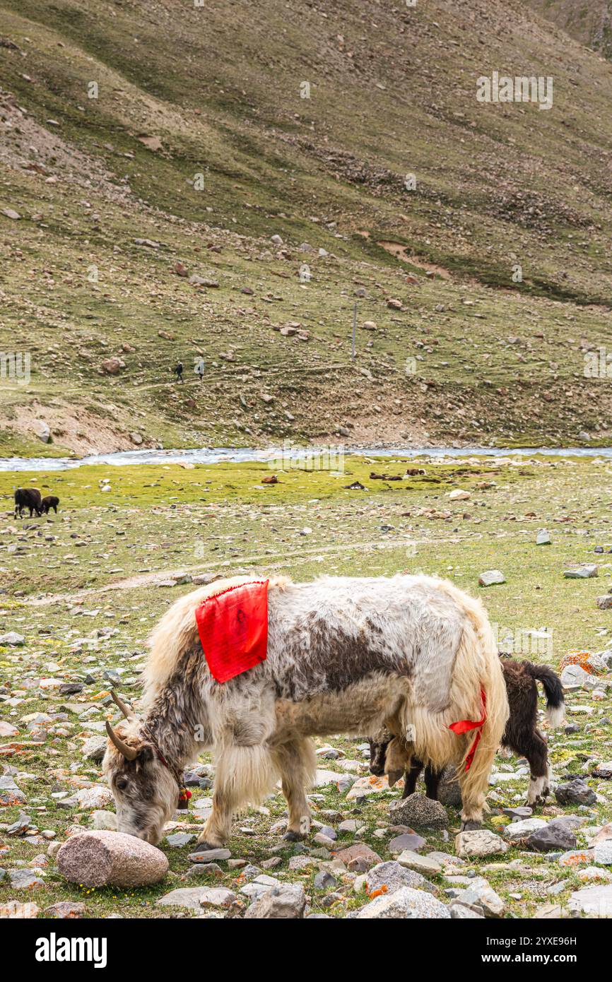 Yak on the road during the ritual kora (yatra) around sacred Mount ...