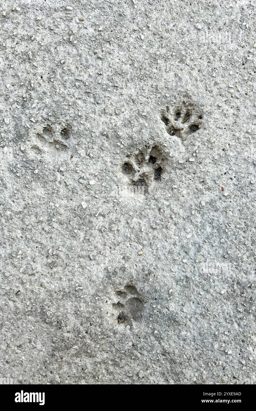 Cat paw prints on pavement Stock Photo - Alamy