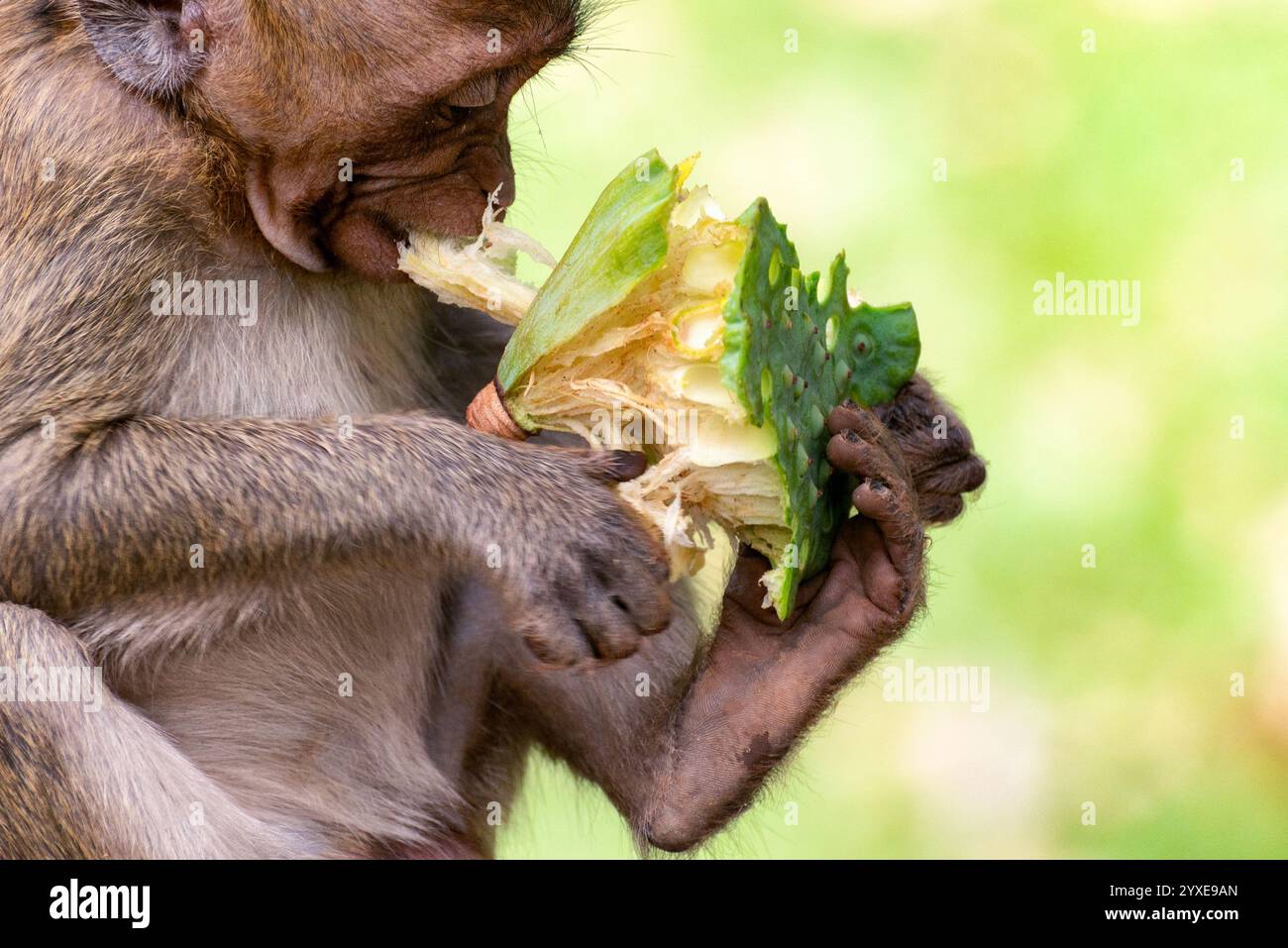 Young macaque holding lotus root with its foot Stock Photo - Alamy