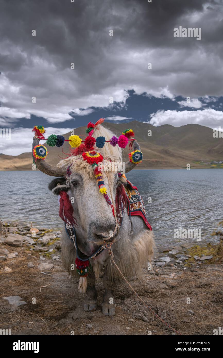 Decorated white Tibetan yak at the Yamdrok lake in Tibet, China. Blue sky with copy space Stock ...