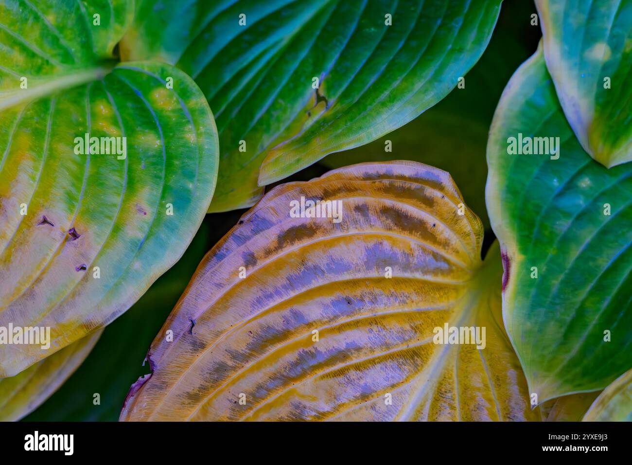 Colorful hosta leaves showcasing seasonal changes in a garden setting ...