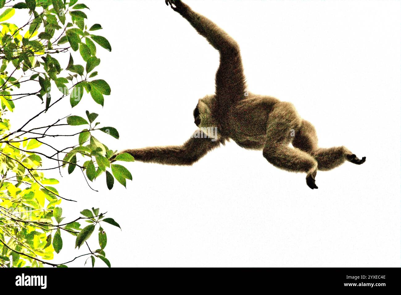 A Javan gibbon (Hylobates moloch, silvery gibbon) leaping to reach ...