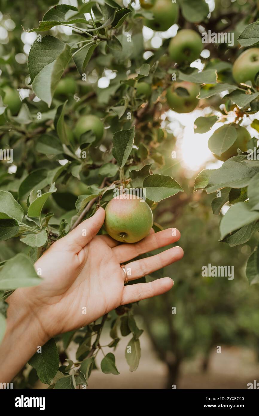 Applepickingfun hi-res stock photography and images - Alamy