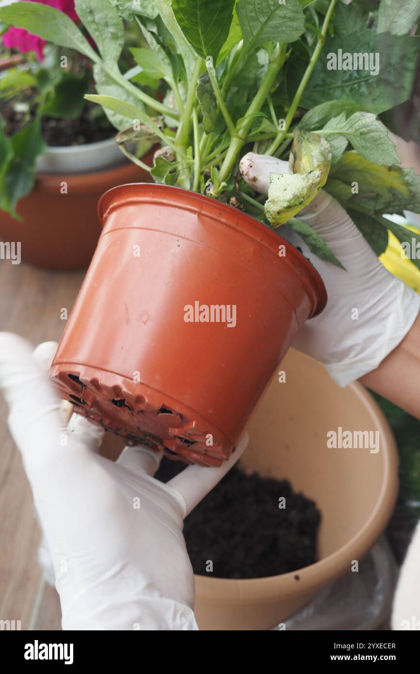 Hands Potting Plants Inside a Clay Container Filled with Rich Soil Mix ...