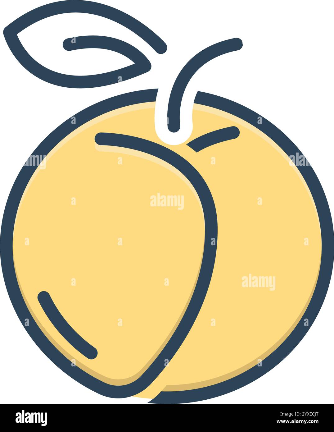 Apricot peach nectarine Stock Vector Images - Alamy