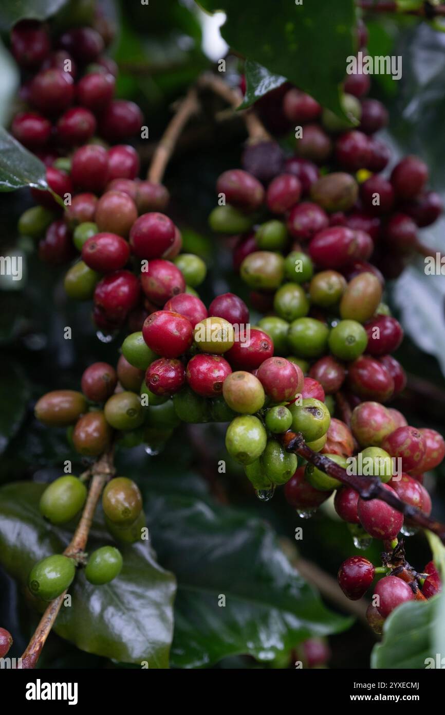 COFFEE FRUITS AFTER THE RAIN Stock Photo - Alamy
