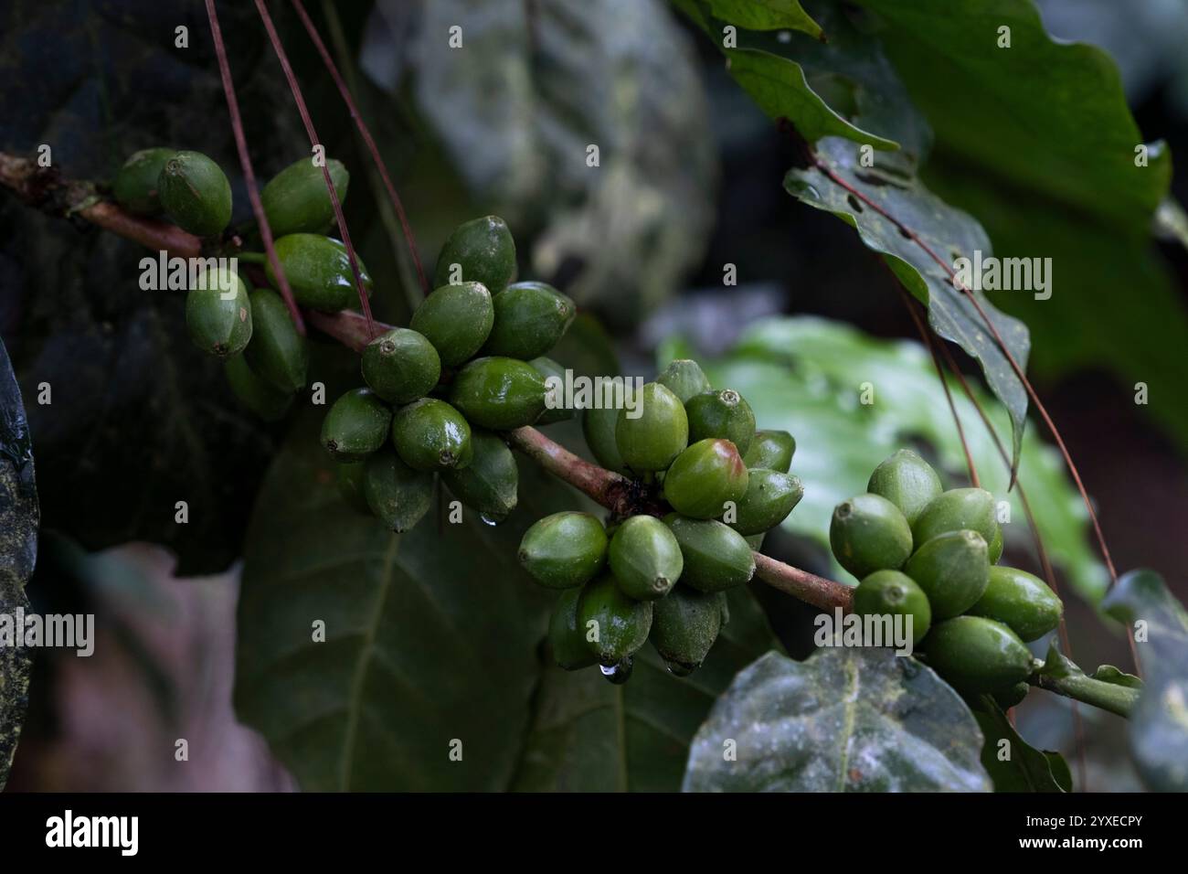 COFFEE FRUITS AFTER THE RAIN Stock Photo - Alamy