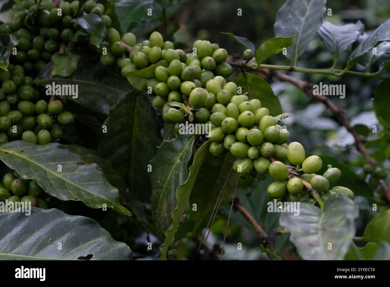 COFFEE FRUITS AFTER THE RAIN Stock Photo - Alamy