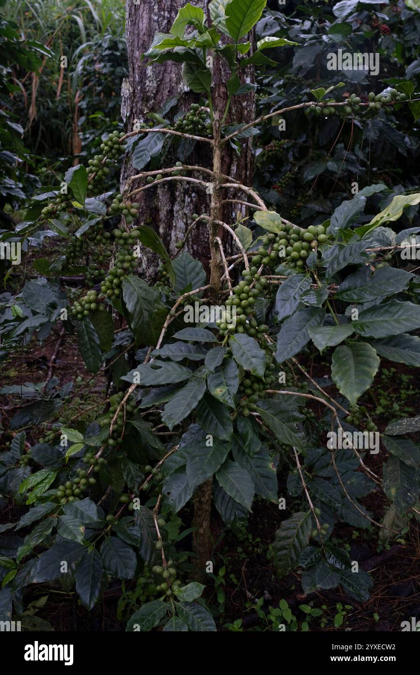 COFFEE FRUITS AFTER THE RAIN Stock Photo - Alamy