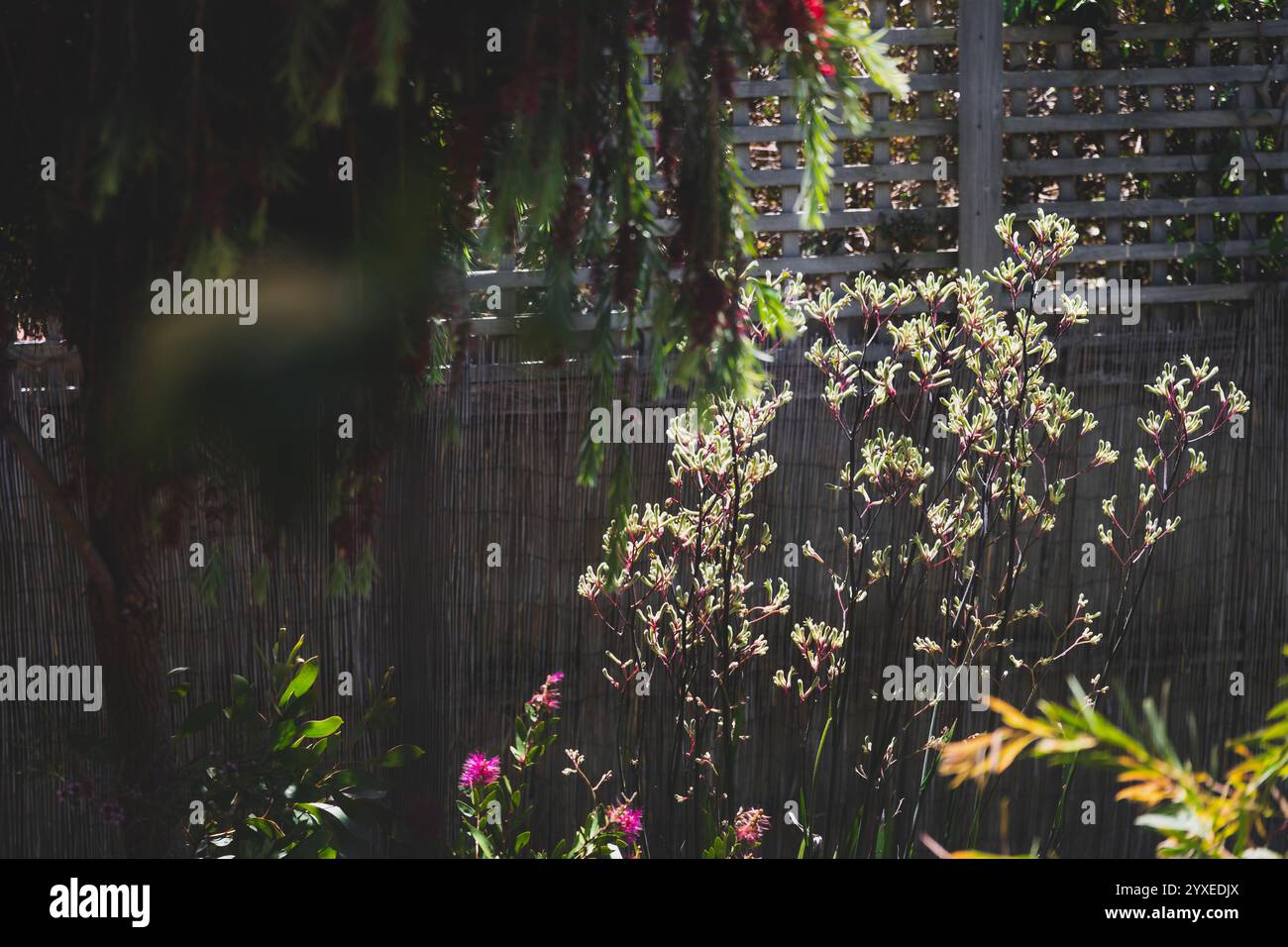 native Australian yellow kangaroo paw plant aka Anigozanthos shining in ...