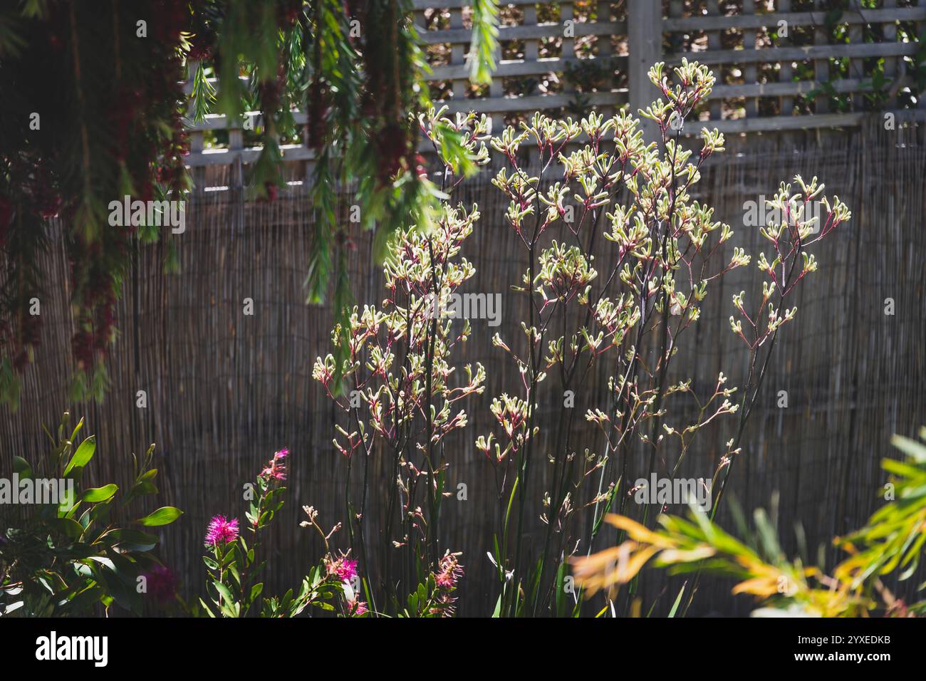 native Australian yellow kangaroo paw plant aka Anigozanthos shining in ...