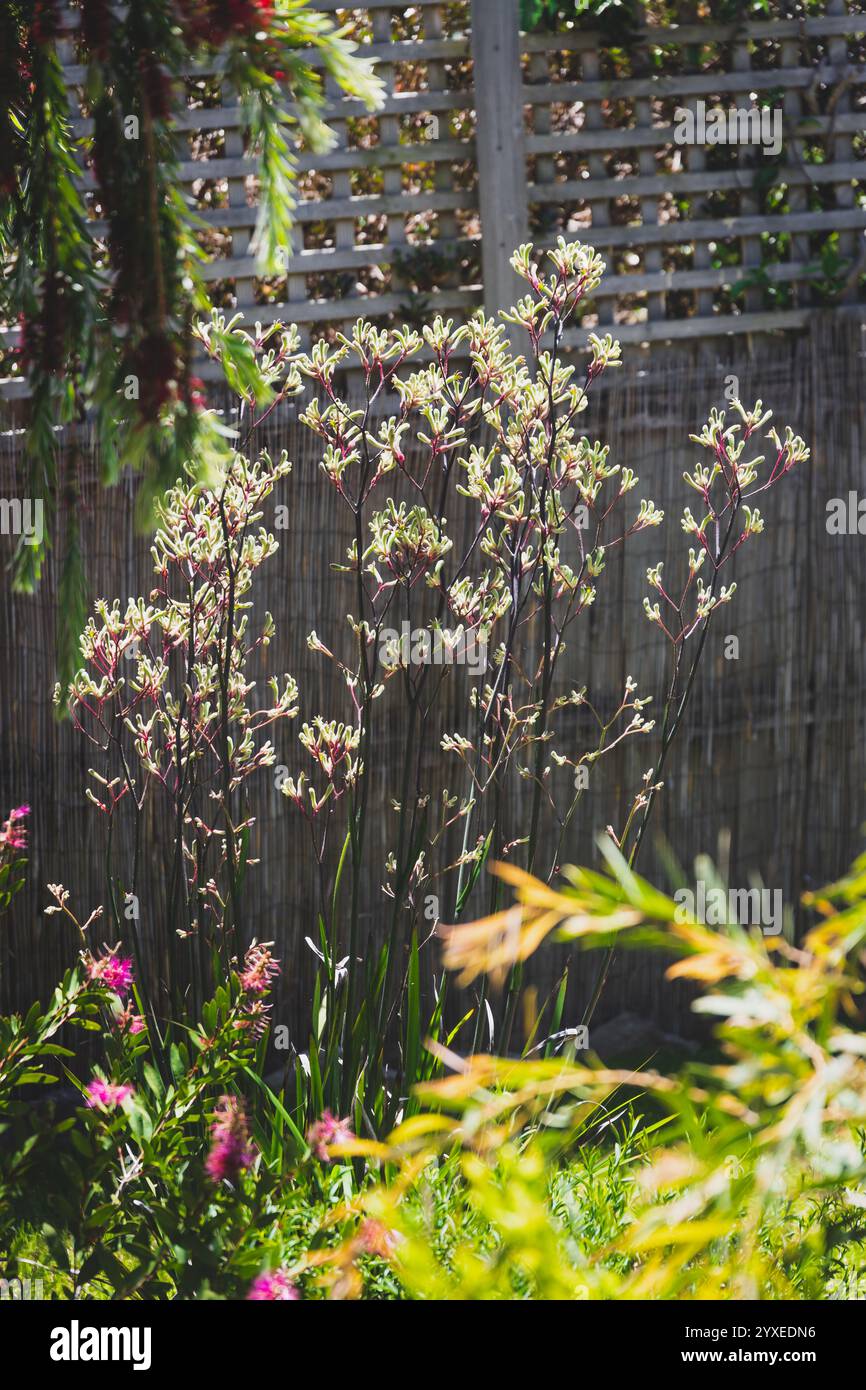 native Australian yellow kangaroo paw plant aka Anigozanthos shining in ...