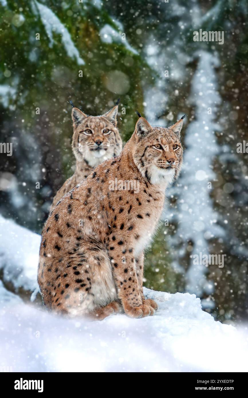 Two lynxes sit side by side in a snowy forest, surrounded by trees and ...