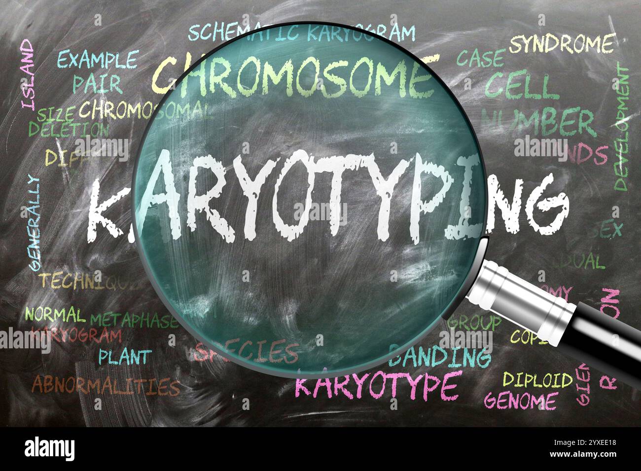 Karyotyping hi-res stock photography and images - Alamy
