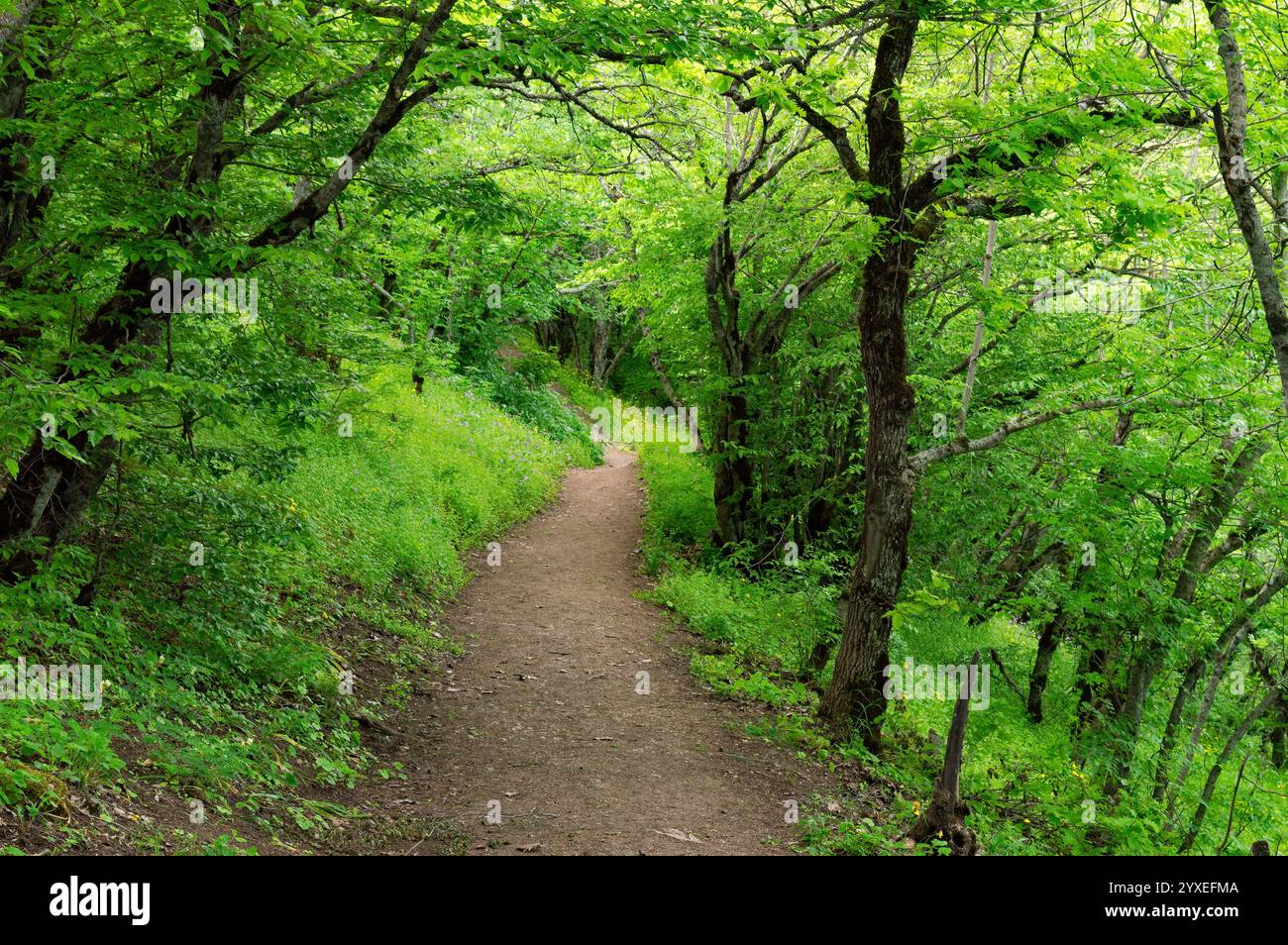 Footpath in jungle hi-res stock photography and images - Alamy