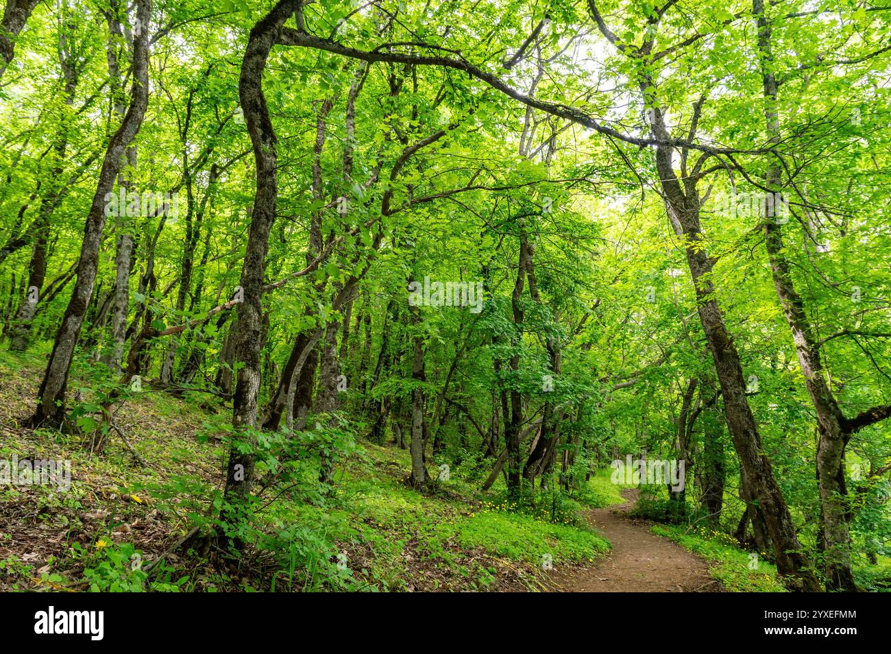 A path in the dense green jungle Stock Photo - Alamy