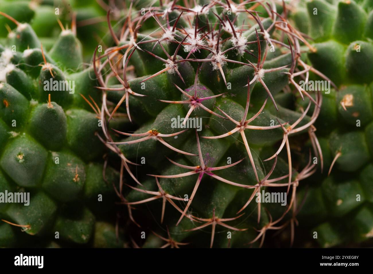 Two cacti with brown tips and a green center. The one on the left has a ...