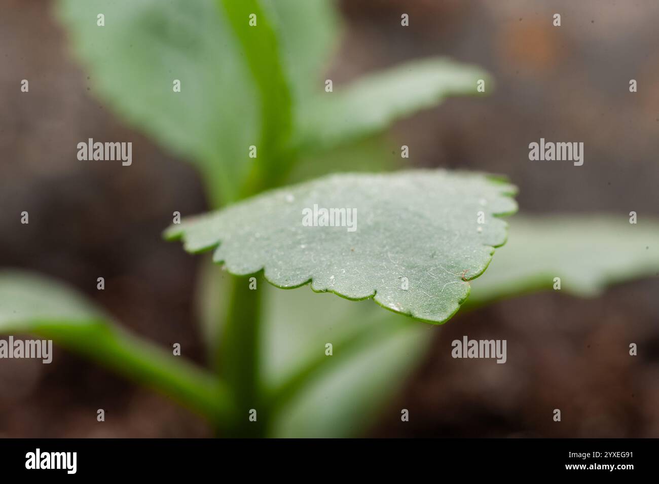 A leaf of a plant is shown in the image. The leaf is green and has a ...