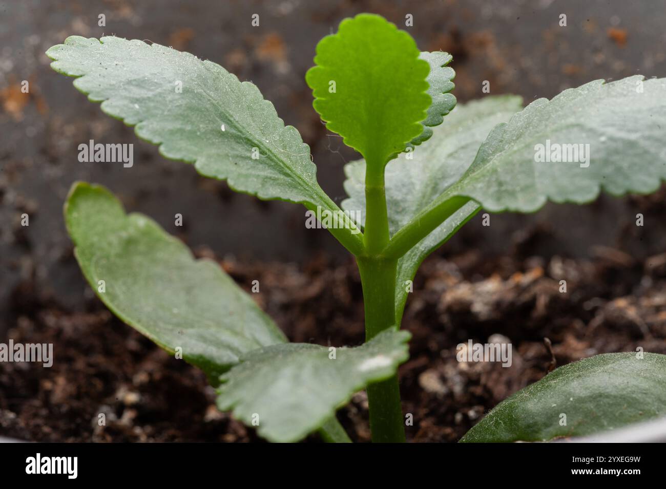 A leaf of a plant is shown in the image. The leaf is green and has a ...