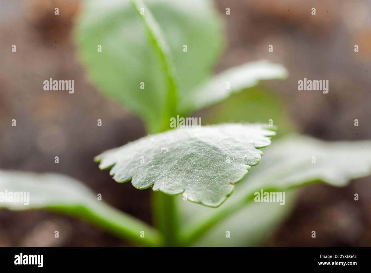 A leaf of a plant is shown in the image. The leaf is green and has a ...