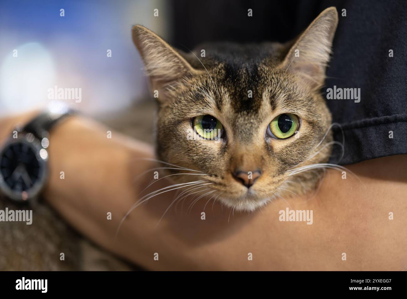 A cute tabby cat with expressive eyes and a relaxed posture is gently ...