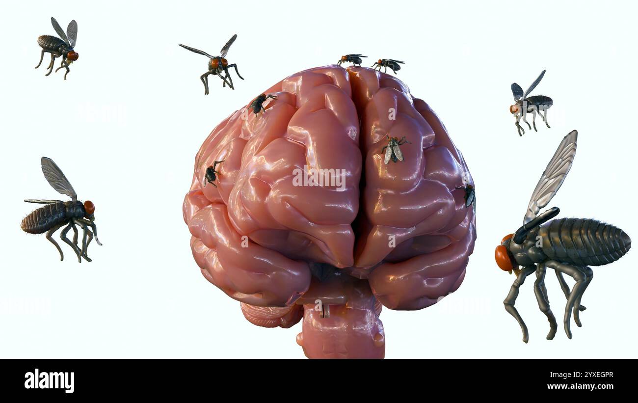 Brain surface anatomy hi-res stock photography and images - Alamy
