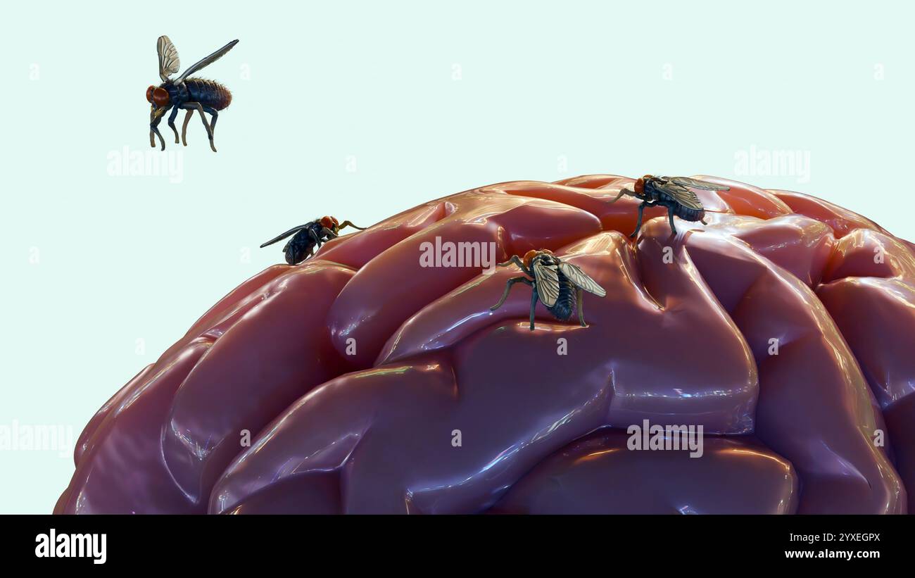 Various species of flies hi-res stock photography and images - Alamy