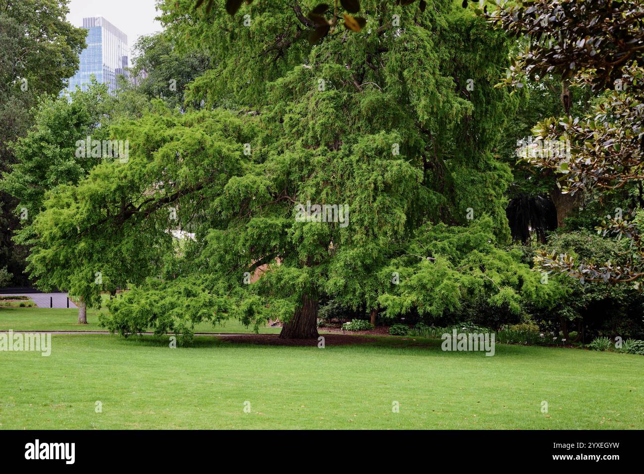 Cyprus tree in the Royal Botanic Garden Sydney, RBGS - Sydney ...
