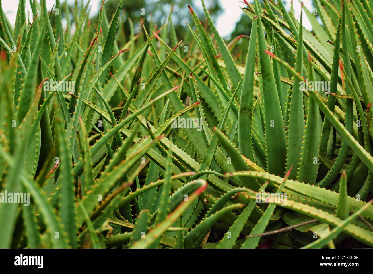 Massed planting of Aloe Vera succulents Stock Photo - Alamy