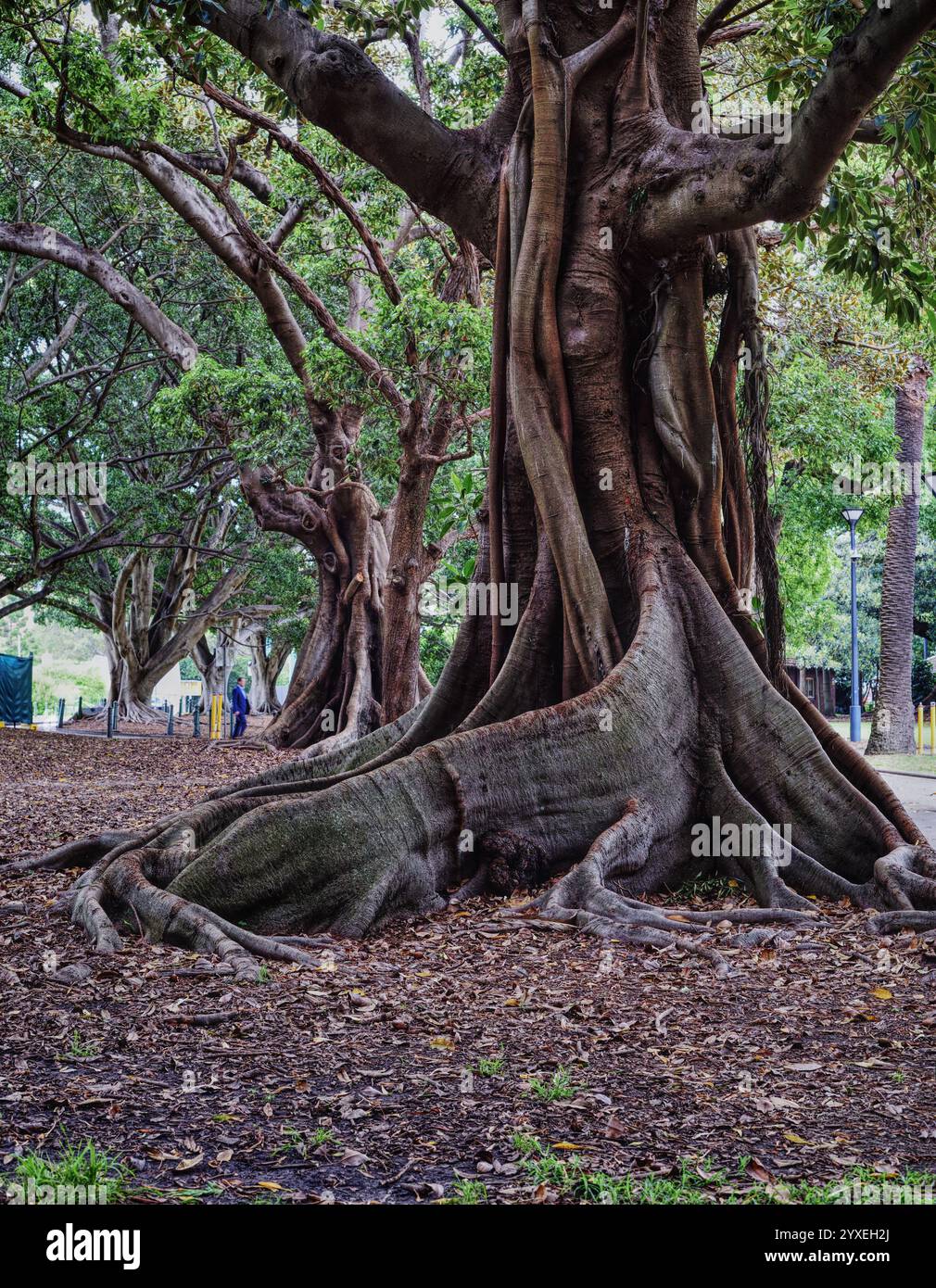 large Moreton Bay fig trees with heavy boughs and buttress roots. Old ...