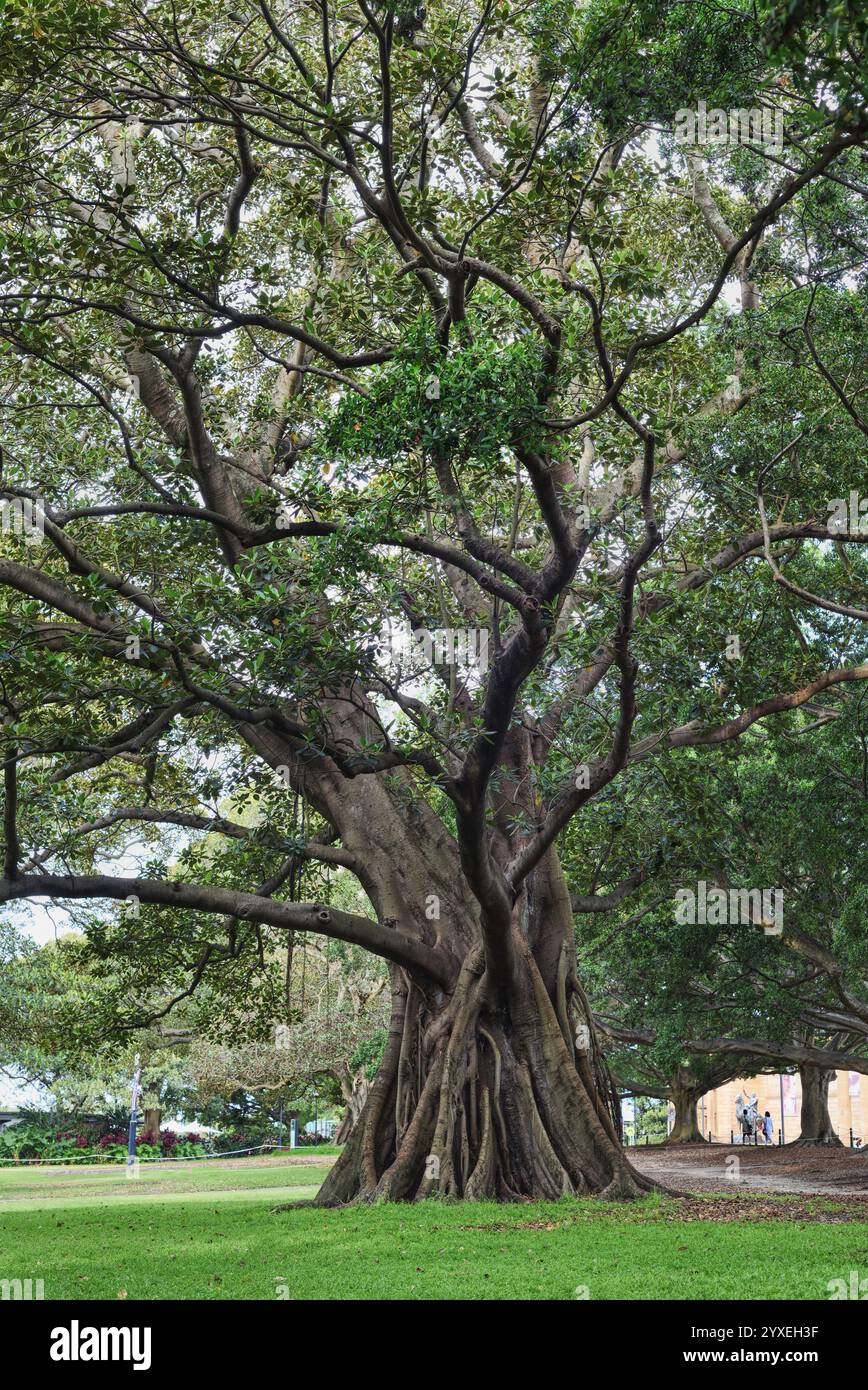 Old trees in the Domain, Sydney, large Moreton Bay fig trees with heavy ...