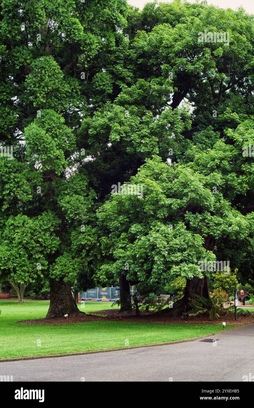 Blended canopies of Australian native trees, a Kauri Pine (left) and a ...
