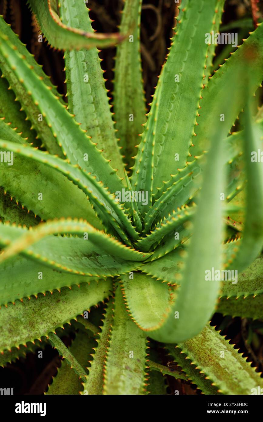 Massed planting of Aloe Vera succulents Stock Photo - Alamy