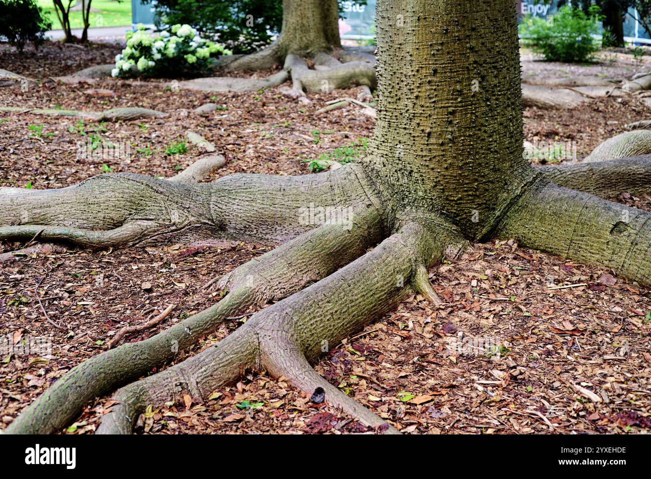 Big tree roots at royal botanic hi-res stock photography and images - Alamy