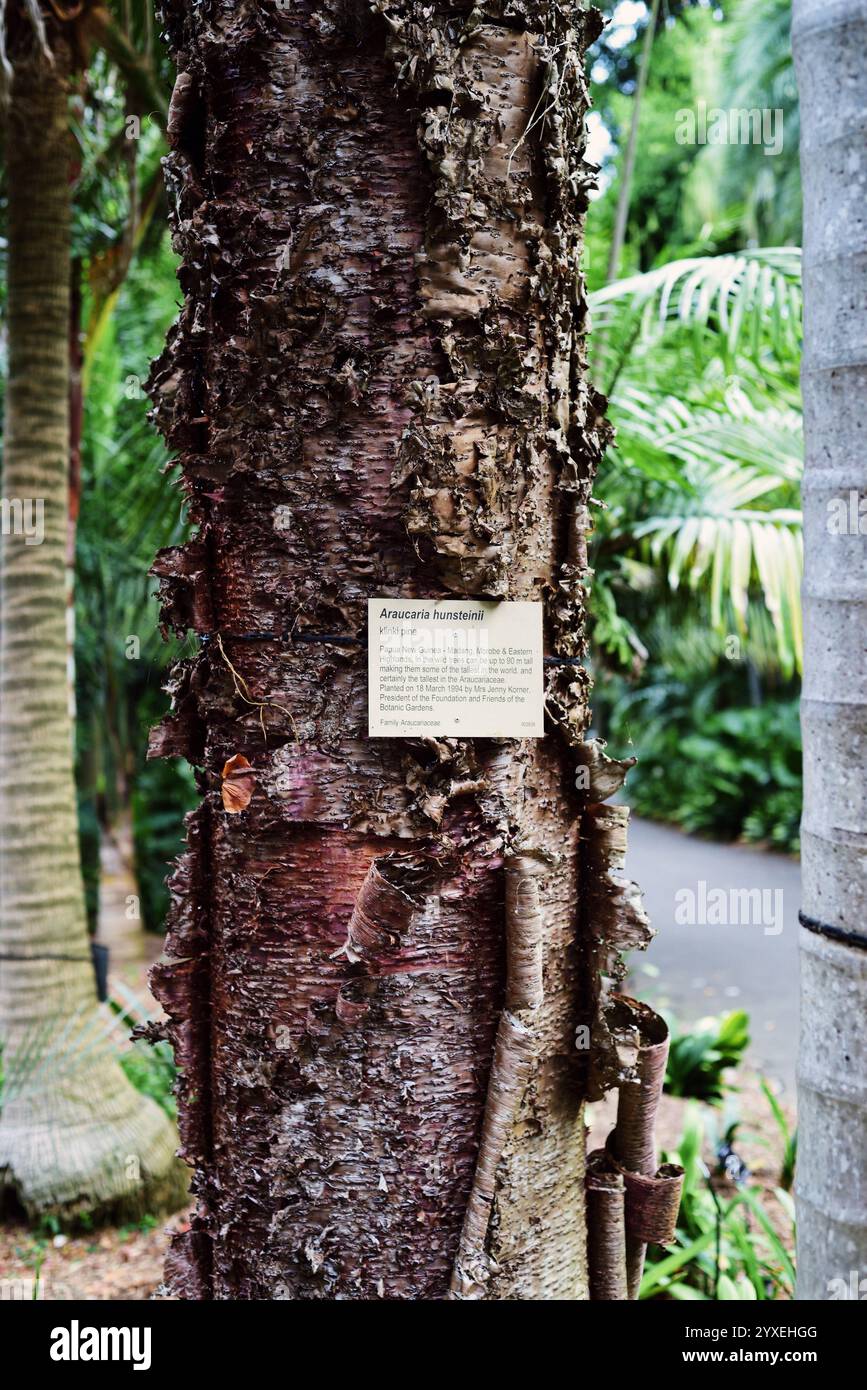 Araucaria hunsteinii, Klinki pine, name plate, plaque and close-up ...