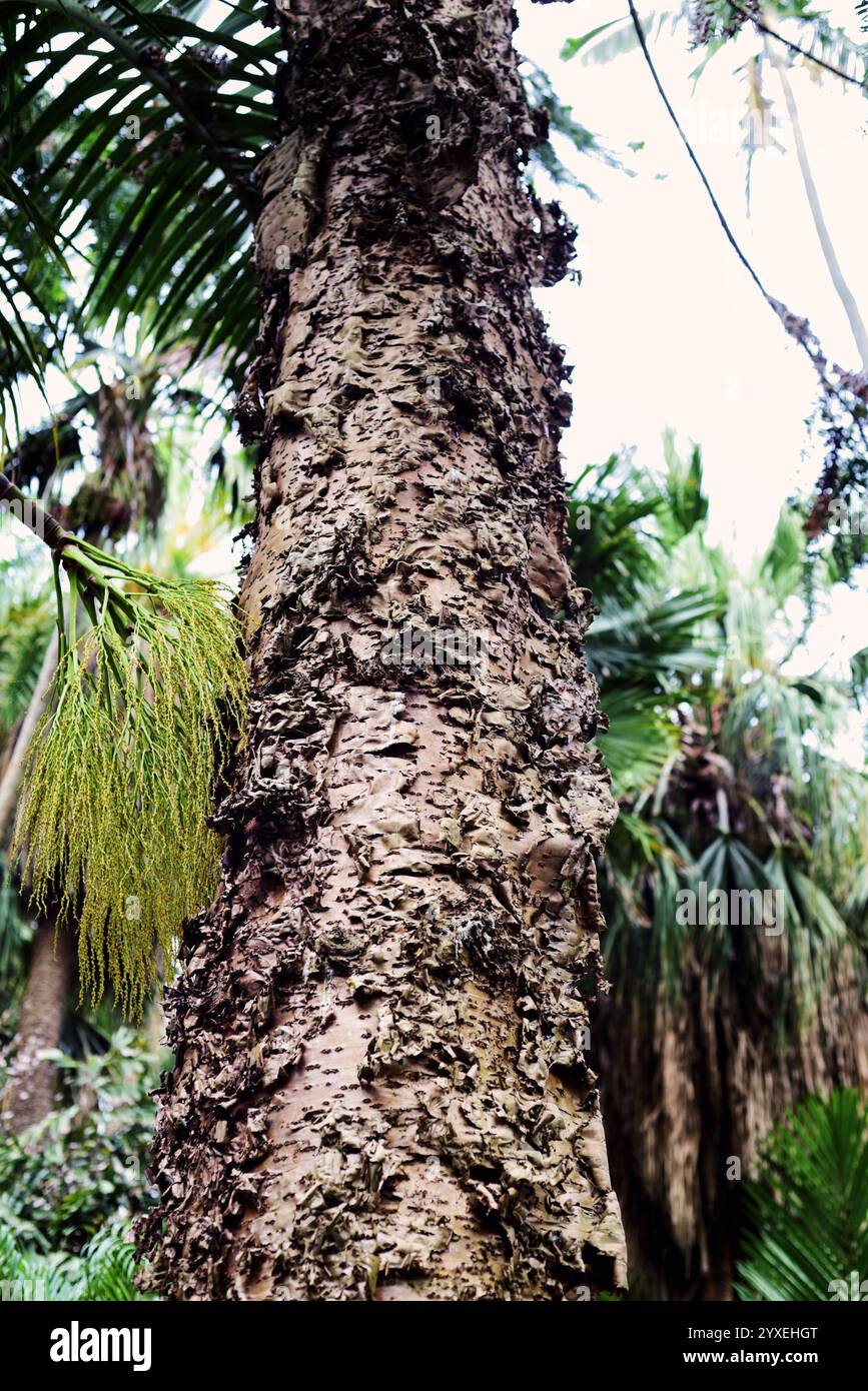 Araucaria hunsteinii, close-up trunk detail of pine tree bark, Royal ...
