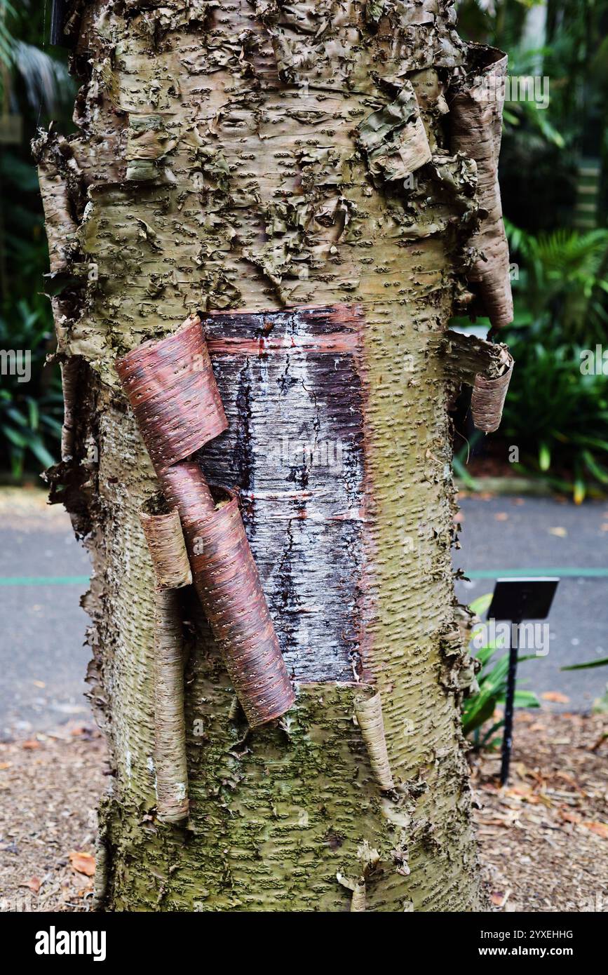 Araucaria hunsteinii, close-up detail of peeling pine tree bark, Royal ...