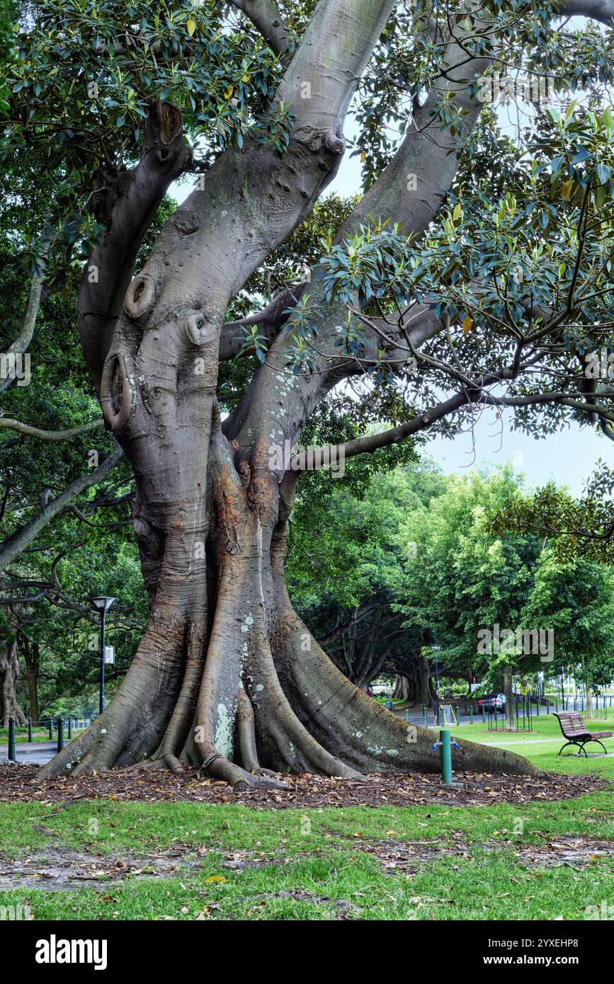 Prominent root system visible hi-res stock photography and images - Alamy