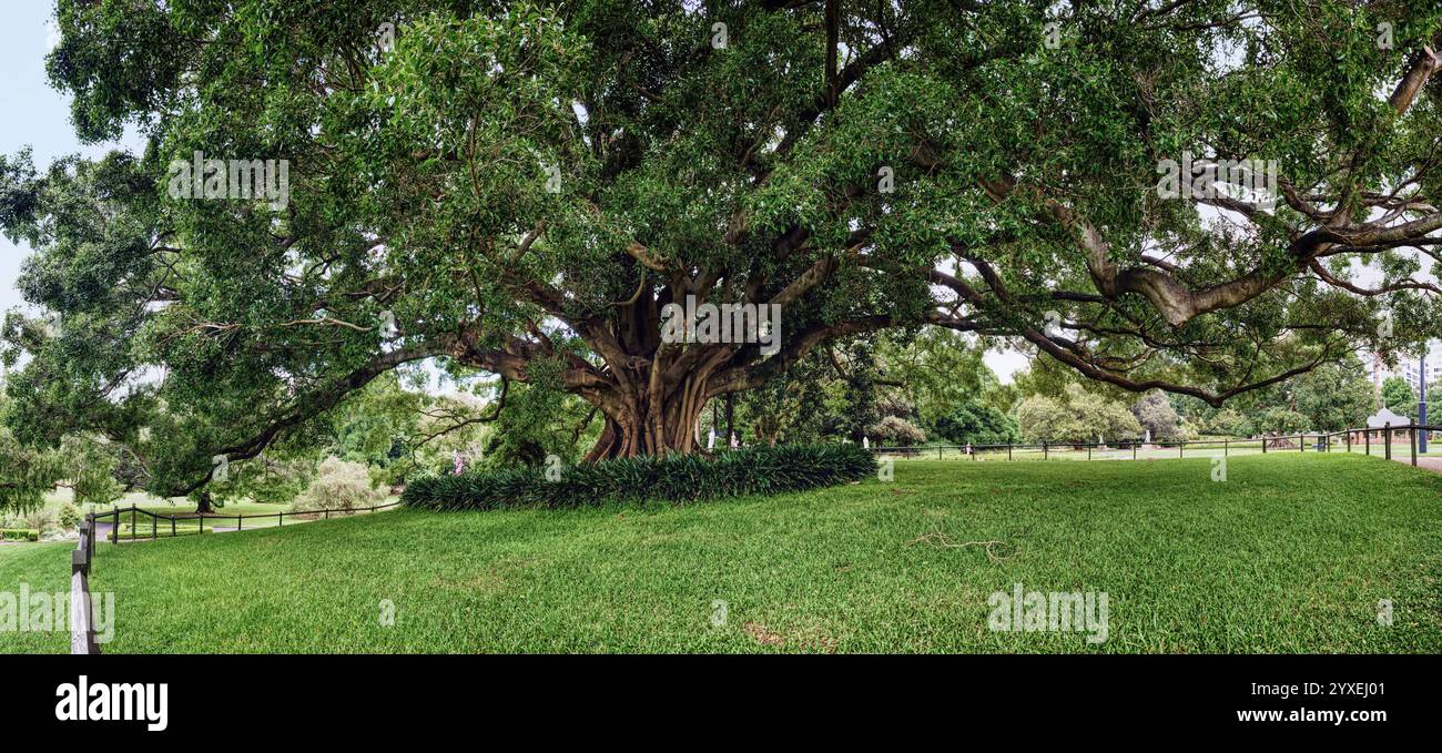 A highly detailed panorama of the oldest Moreton Bay Fig tree in the ...