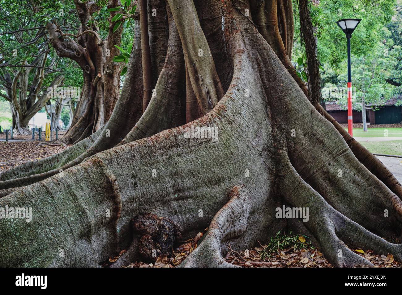 The massive buttress roots of a large Moreton Bay fig tree on Art ...
