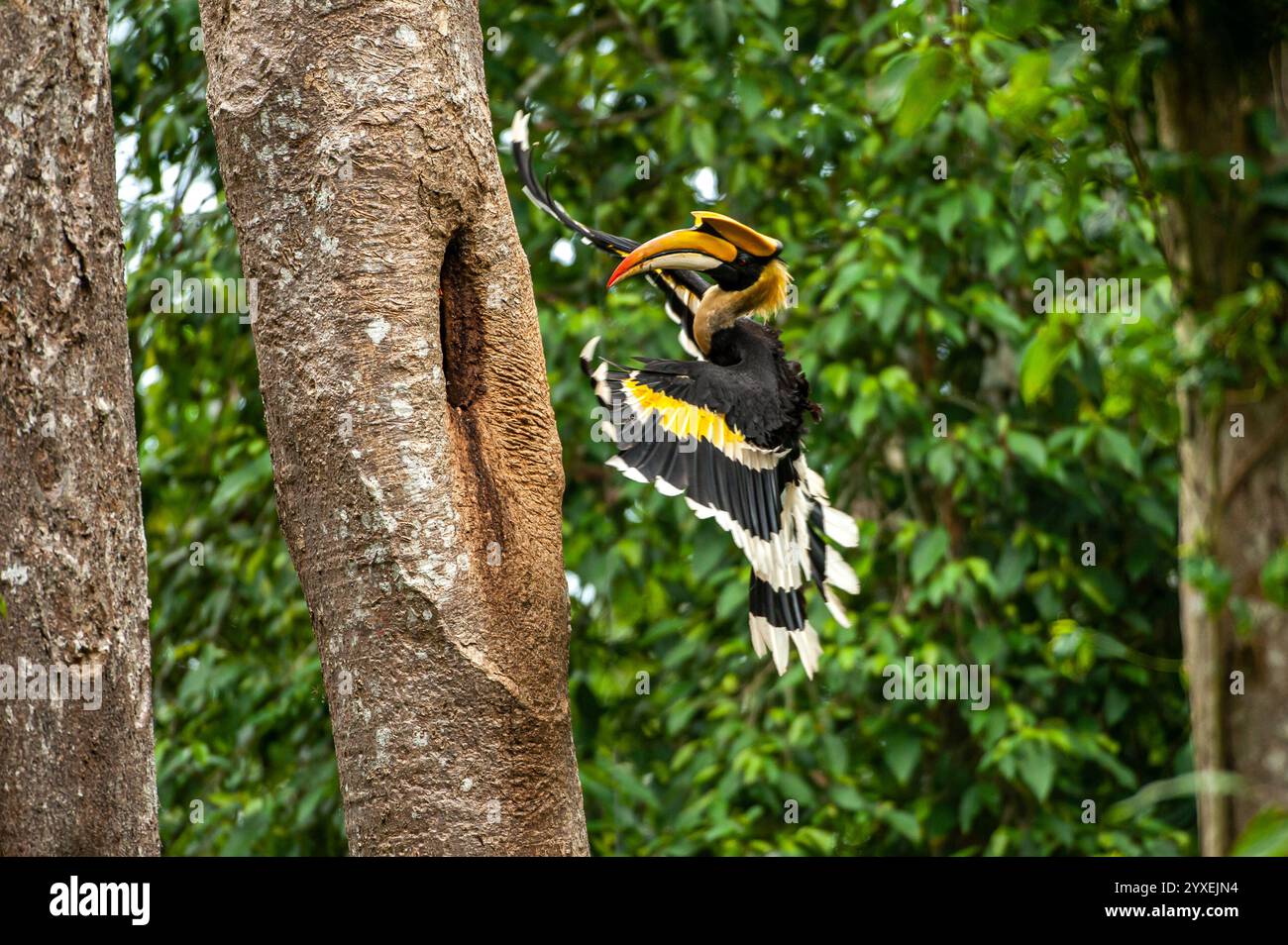 Male Great Hornbill flies to the female and her chicks in the nest ...