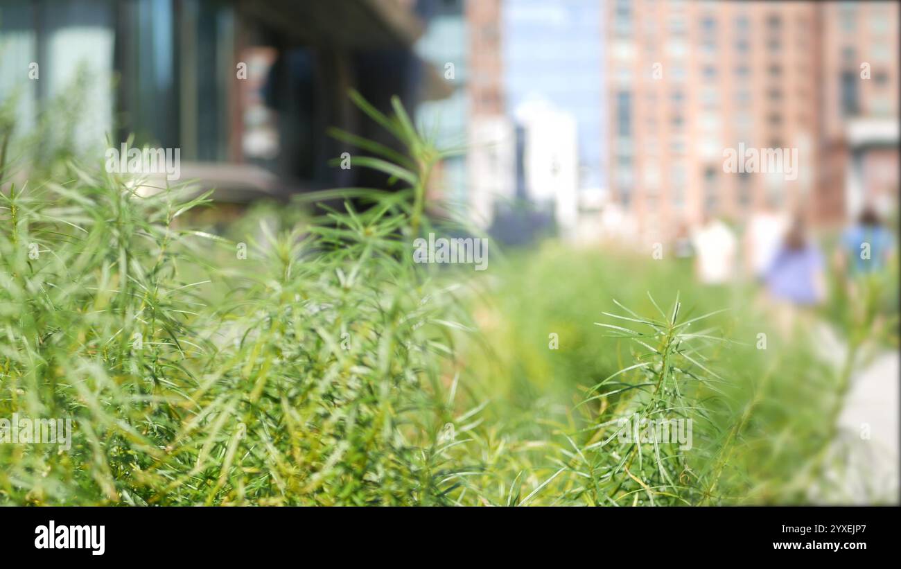 New York City High Line elevated greenway, Manhattan Midtown, USA ...