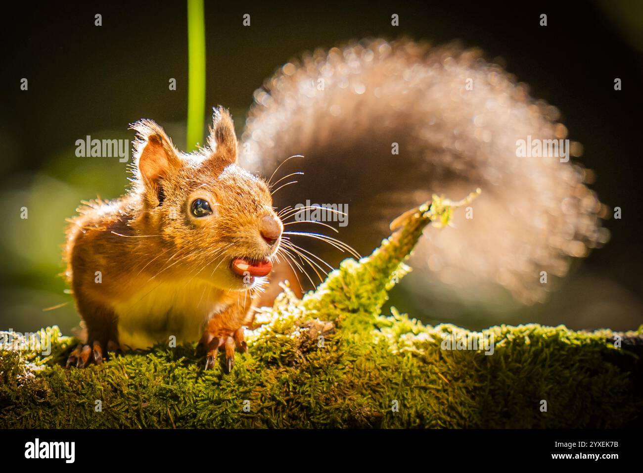 PA REVIEW OF THE YEAR 2024 File photo dated 14/10/24: A red squirrel ...