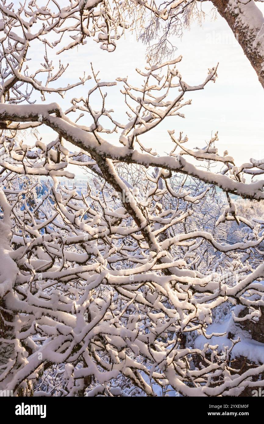 Tree branches with snow in winter woods Stock Photo - Alamy