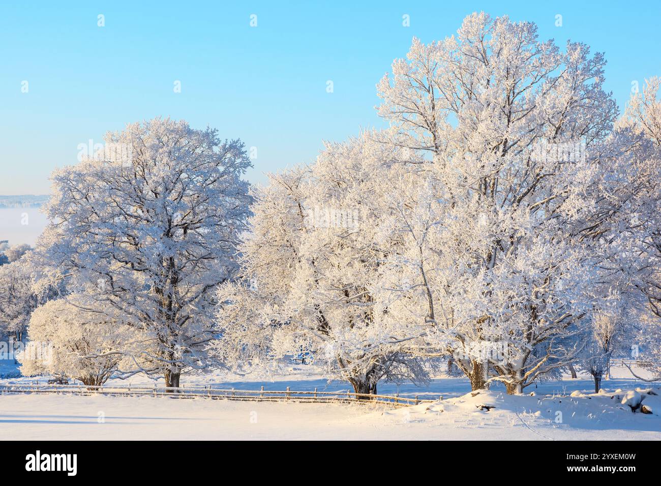 Oak tree in winter landscape Stock Photo - Alamy