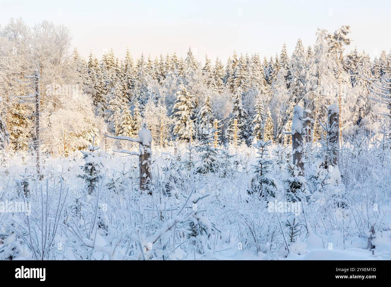 Old logging with tree stumps and snow in a winter landscape Stock Photo ...