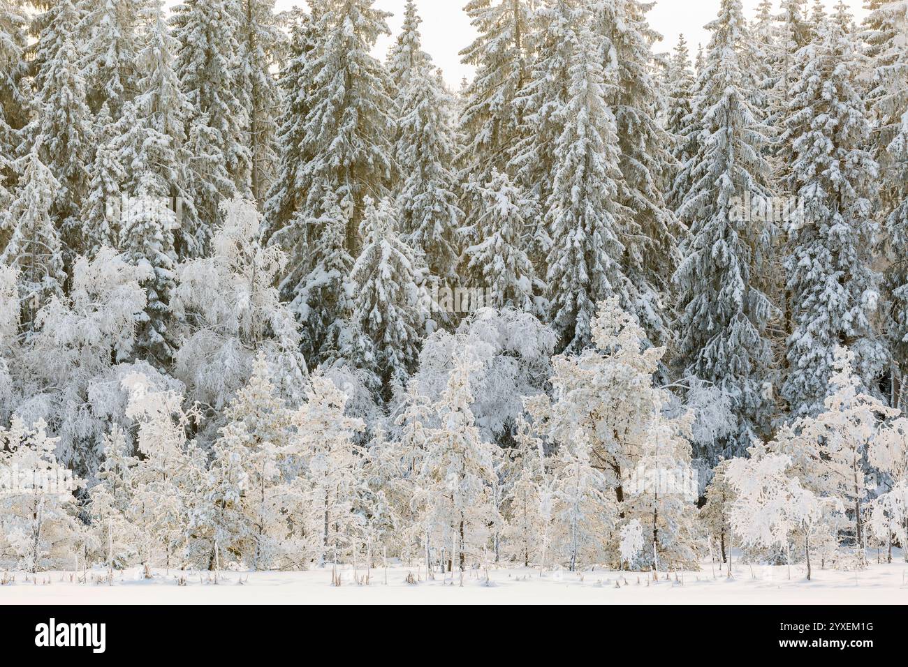 Coniferous forest in a bog in winter with snow and frost Stock Photo ...