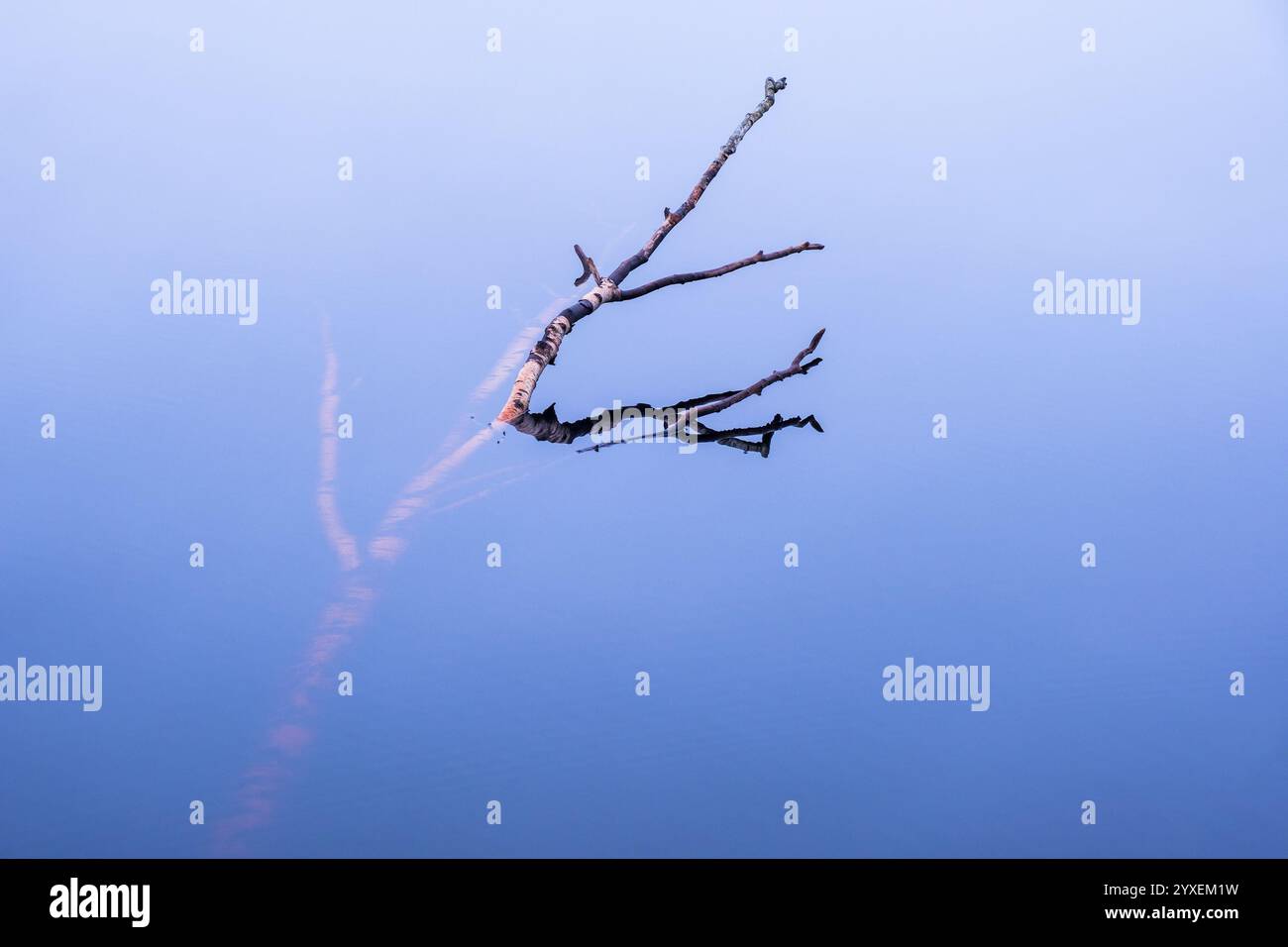 Floating tree branch in the water Stock Photo - Alamy